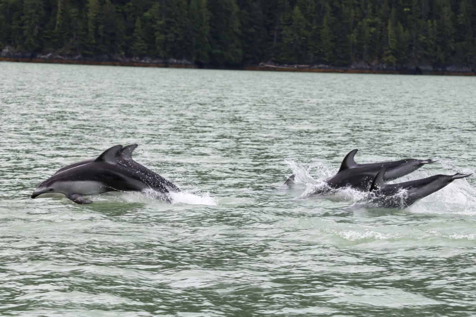Stunning Wildlife, Mountains & the Canon R5 MkII in Beautiful BC ...